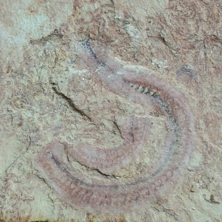 (팔레오토피아) 캄브리아기 벌레 크리코코스미아 (Cricocosmia) 화석 판매완료 : 네이버 블로그