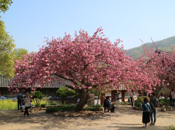 전라남도 순천 여행 순천 선암사 겹벚꽃 순천맛집 형제정육점 네이버 블로그