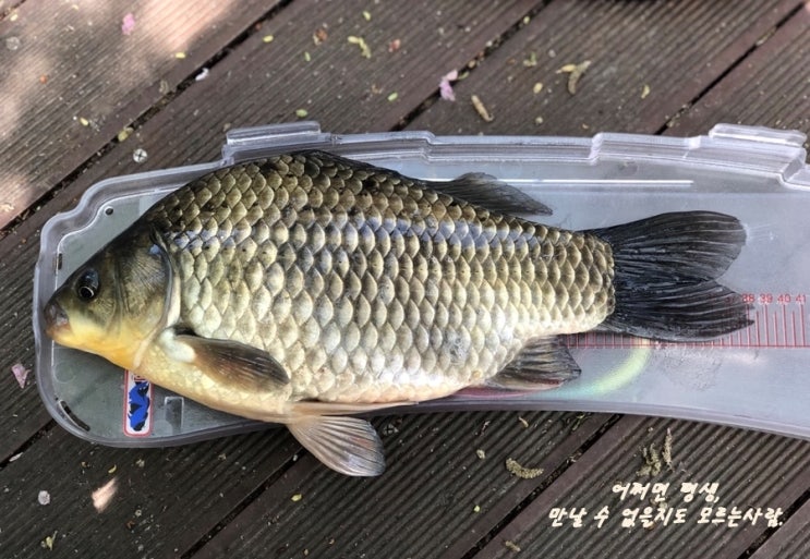 용산저수지 붕어낚시(우연히 찾아온 입질) : 네이버 블로그