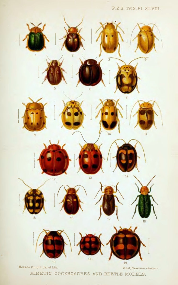 다른 곤충을 의태하는 바퀴벌레들 : 네이버 블로그