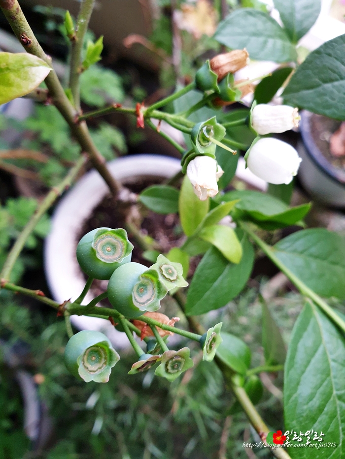 베란다 정원 블루베리 나무 키우기 열매가 자란다 : 네이버 블로그