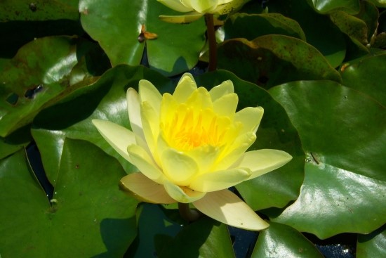 발린혈증(Valinemia) : 네이버 블로그