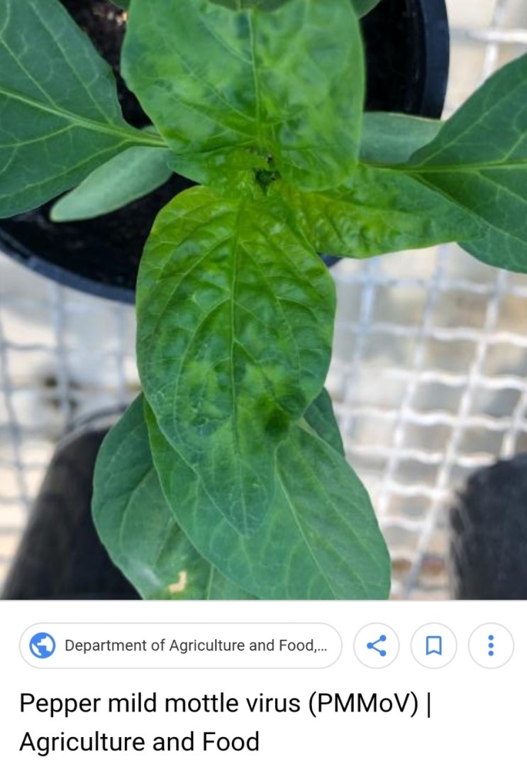 Pepper mild mottle virus : 네이버 블로그