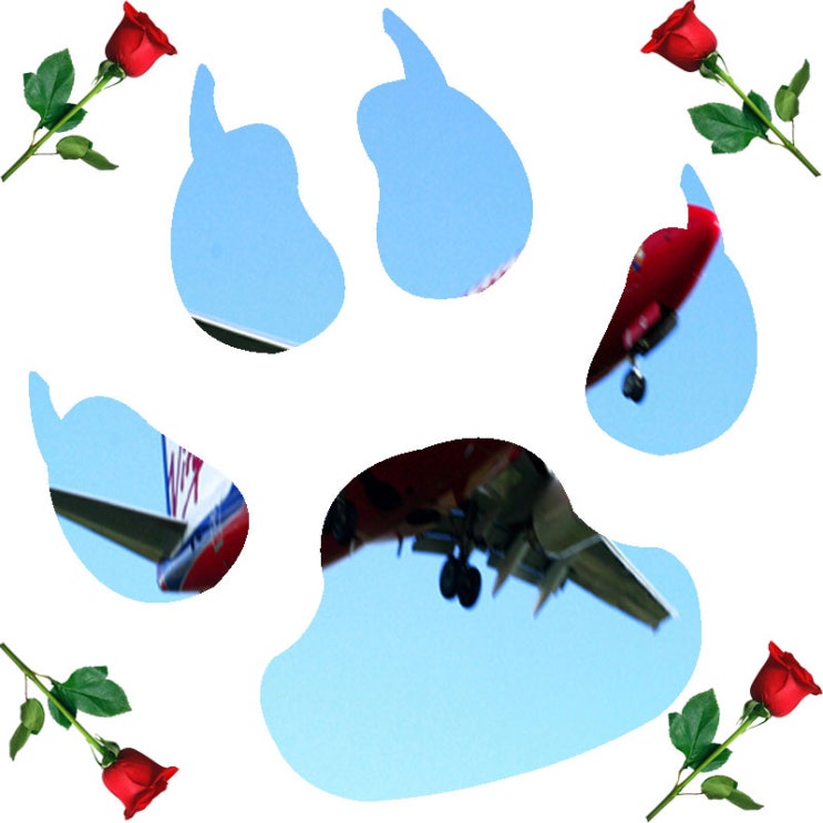 꿈 도깨비 Dream Tapir 꿀 팁 공유 : 네이버 블로그