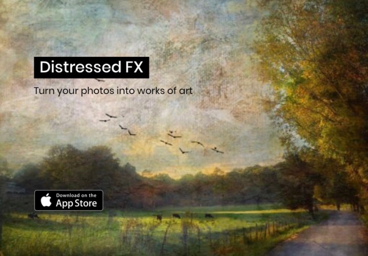 빈티지한 분위기 그리고 새, 이런 사진필터 앱 distressed FX 어떠세요, 예술사진...? : 네이버 블로그