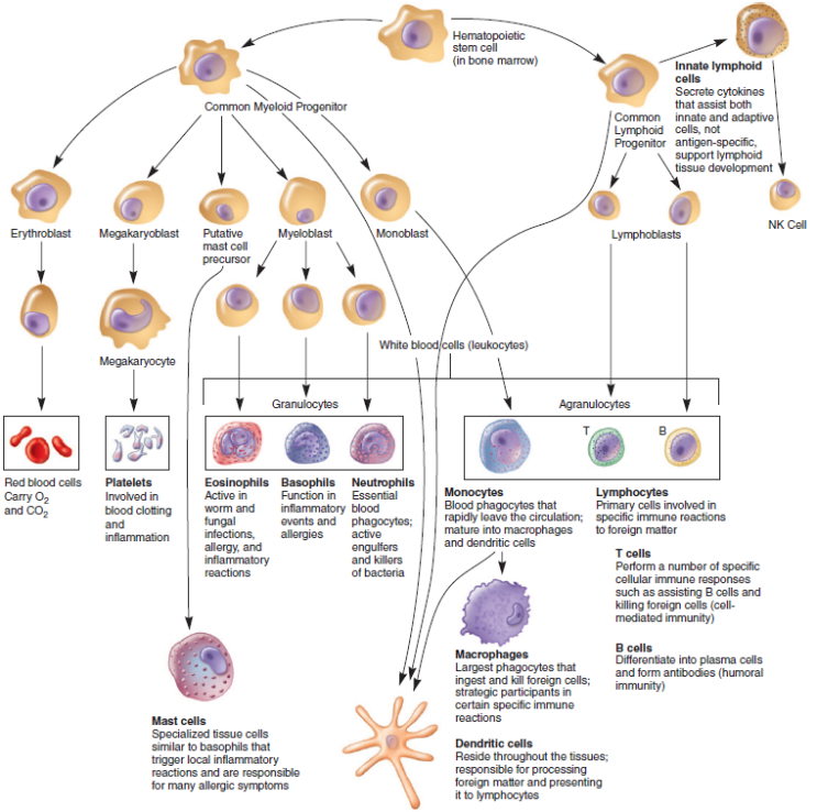 [면역학] 면역세포의 종류와 분화 경로/ 조혈모세포(HSC)/ 골수성공통조상세포(CMP)의 분화/비만세포(mast cell ...