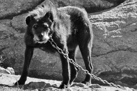 사르디니안 셰퍼드 도그(Sardinian Shepherd Dog) : 네이버 블로그