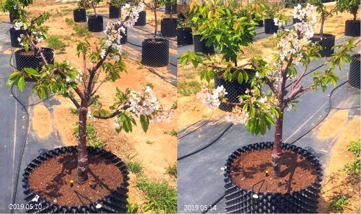 옥타비아(Octavia) : 네이버 블로그