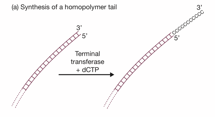 Homopolymer tailing : 네이버 블로그