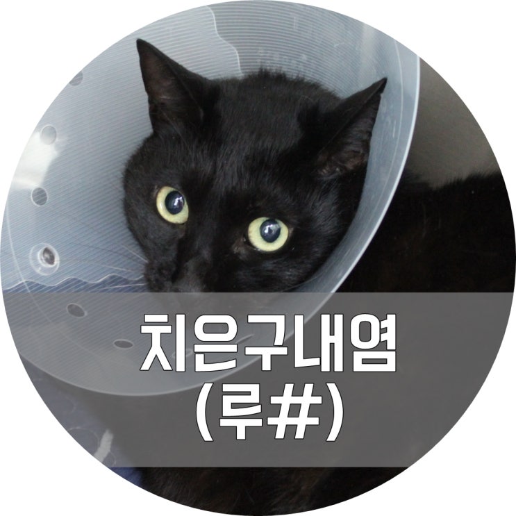 고양이 치은구내염(FCGS/ Feline chronic gingivostomatitis)/고양이 치주질환/ 치아 방사선 스켈링 ...