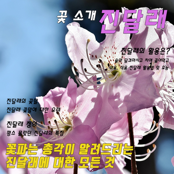 진달래 꽃소개 정의 식용 효능 특징 꽃말 그리고 개화시기까지 모든 것 파헤치기 네이버 블로그