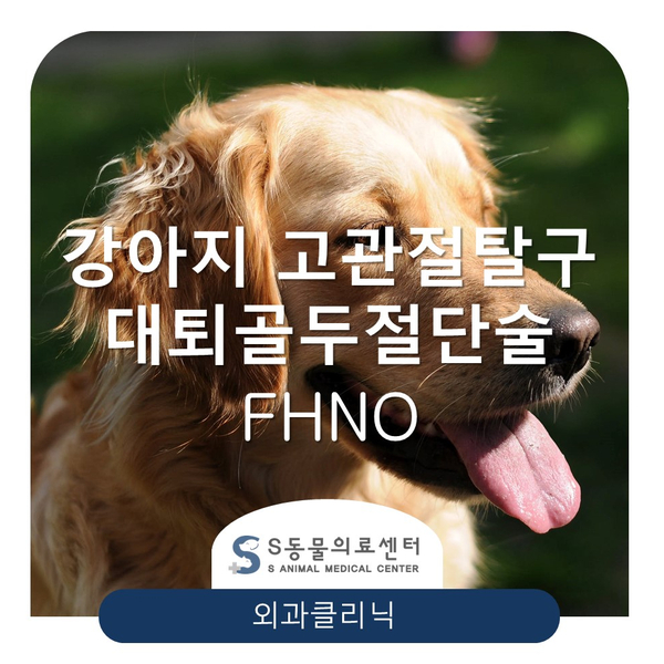 강아지 퇴행성고관절, 고관절이형성증, 대퇴골두절단술, FHNO [위례 외과전문동물병원, 위례S동물의료센터] : 네이버 블로그