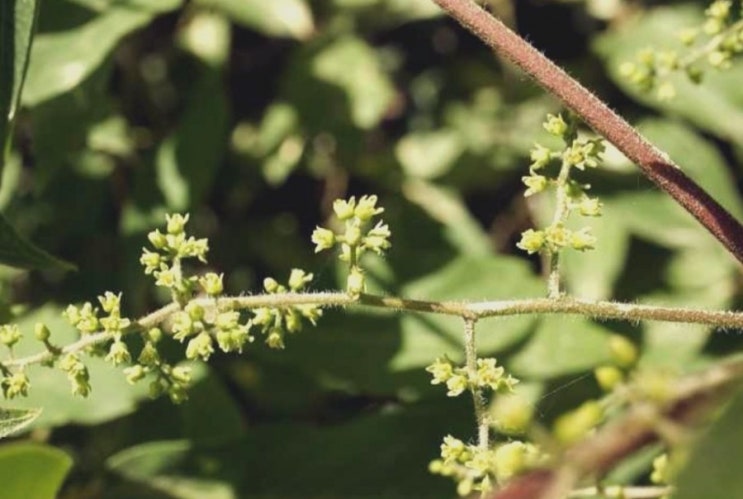 옻의효능 알아보니 정말 좋네요! : 네이버 블로그