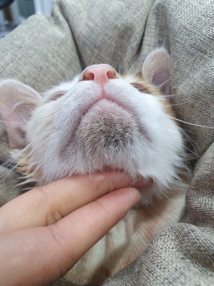 고양이 턱드름(Feline acne) : 네이버 블로그