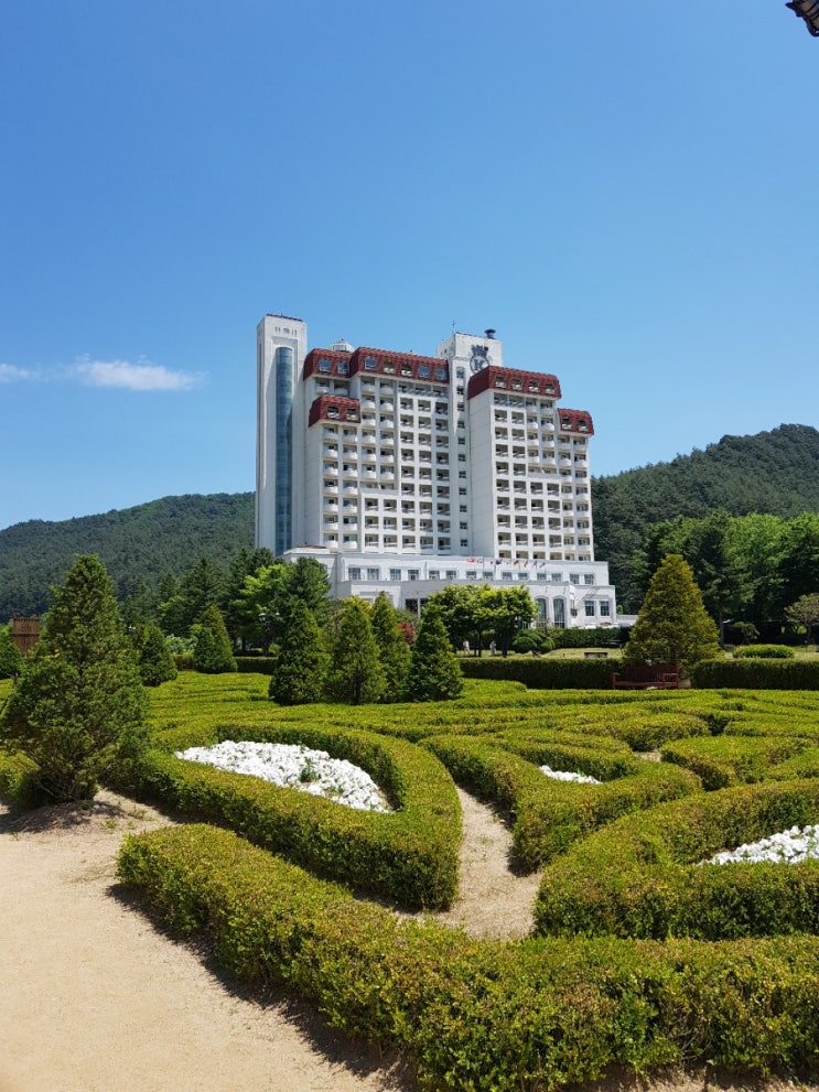 평창 켄싱턴플로라호텔 포인포패키지 조식수영장 네이버 블로그