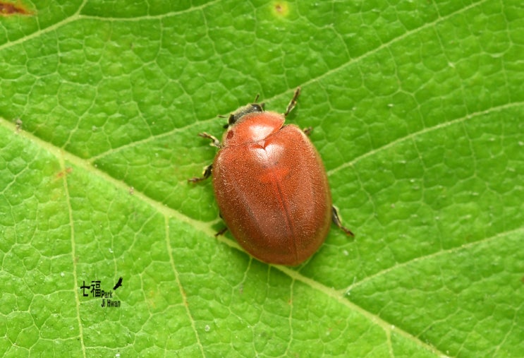 홍색무당벌레 Rodolia concolor : 네이버 블로그