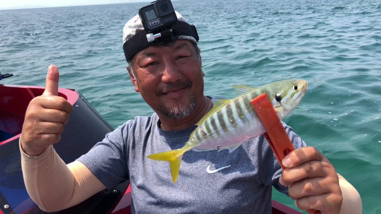 옐로우테일 스캐드 Yellowtail scad 전갱이 : 네이버 블로그