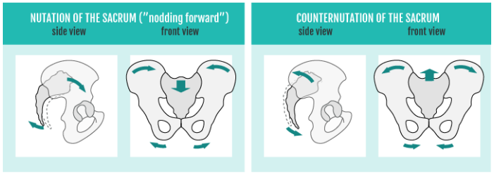 [본4의 눈] 골반대 이해하기 - 운동역학 : 네이버 블로그