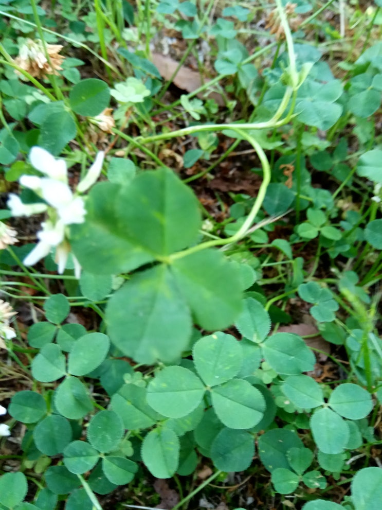 네잎크로바 일곱개를 와~~~ : 네이버 블로그