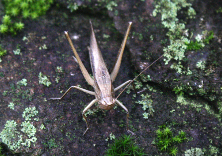 [한국의 곤충] 매부리 - Ruspolia lineosa(Walker) / 여치과 : 네이버 블로그