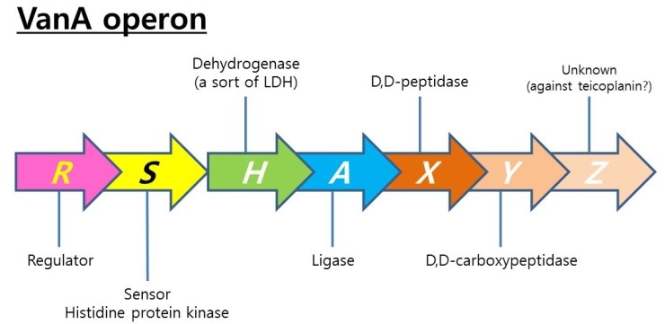 정교하기 짝이 없는 vancomycin 의 내성 기전 : 네이버 블로그