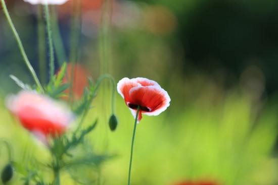 [2019년9급공무원/사회복지학개론] 16. 안토니 기든스(A. Giddens)가 이론적으로 체계화한 소위 ‘제3의 길’이 ...