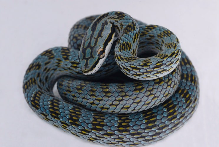 레인 렛스네이크(Rein rat snake) Gonyosoma frenatum 정보&케어시트 by. Jane : 네이버 블로그