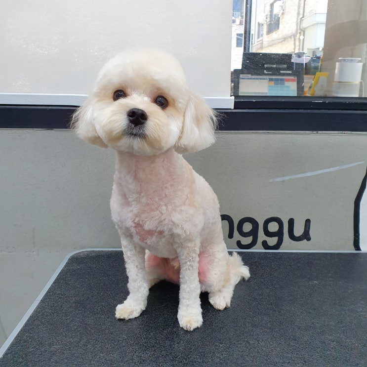 대전말티푸미용/말티푸곰돌이컷/대전애견미용 : 네이버 블로그