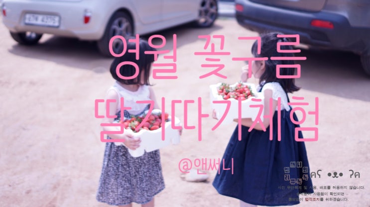 영월 딸기따기체험 꽃구름에서 한가득 딸기 따고 왔어요 ~ 네이버 블로그