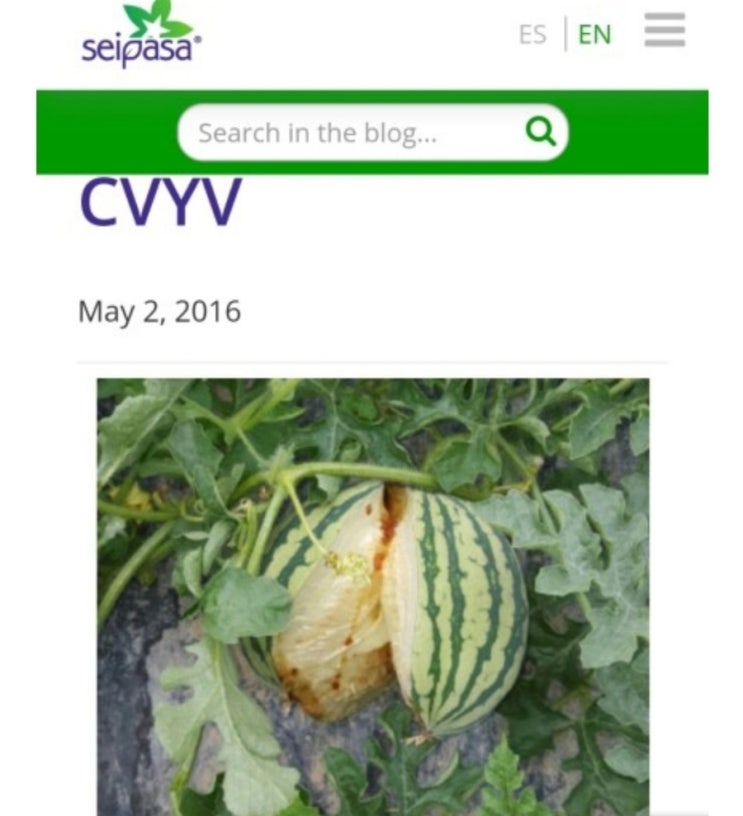 Cucumber Vein Yellowing Virus (CVYV) : 네이버 블로그