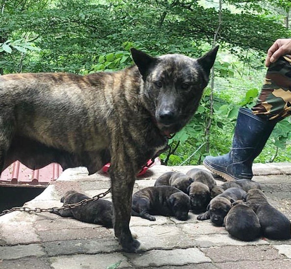 [분양]호피무늬 진돗개 분양합니다! : 네이버 블로그