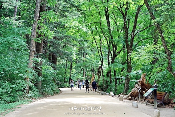 평창여행 오대산 월정사 전나무숲길 : 네이버 블로그