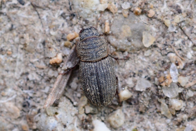 곤봉털모래풍뎅이 : 네이버 블로그