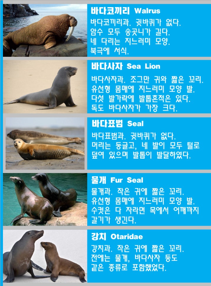 바다사자바다표범바다코끼리 차이 네이버 블로그