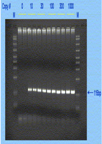 conventional PCR과 Real-time PCR 특징 : 네이버 블로그