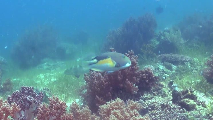 [코랄 피쉬] 터스크 피쉬(Tuskfish) : 네이버 블로그