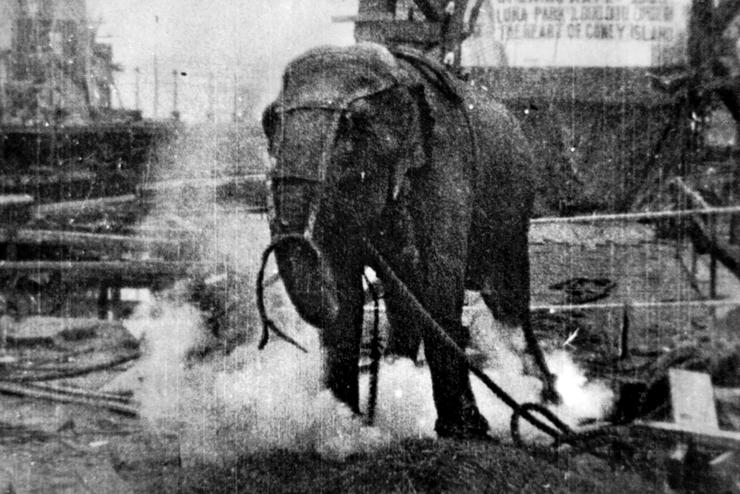 Elephant 1903 [위험도 -3-] : 네이버 블로그