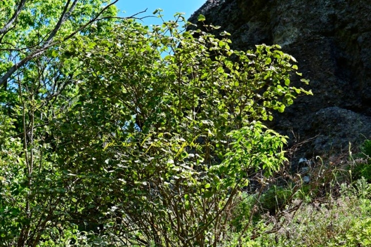 섬개야광나무(Cotoneaster wilsonii Nakai) : 네이버 블로그