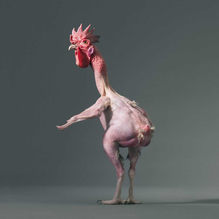 CG 아닙니다! 진짜 닭입니다! 팀 플래치(Tim Flach)의 Featherless chicken 사진 : 네이버 블로그