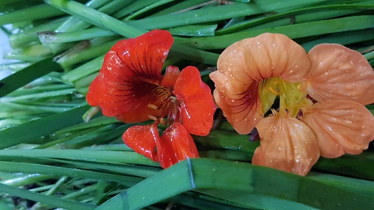 " 비오는 날은 뽕잎 부추전이다" : 네이버 블로그