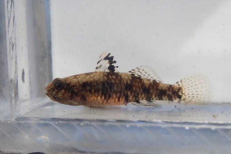 점박이망둑(Redigobius bikolanus) : 네이버 블로그