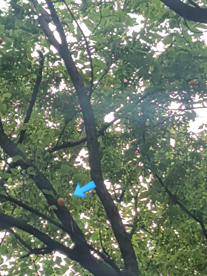 Apricot Story : 살구나무 그늘 아래 서면... : 네이버 블로그