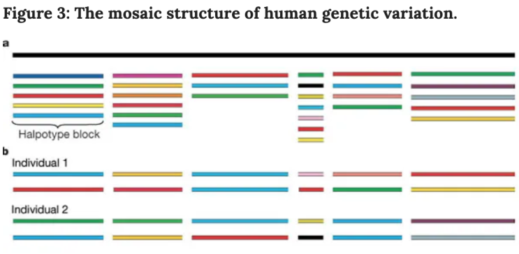 The mosaic that is our genome : 네이버 블로그