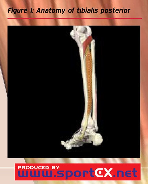 tibialis posterior muscle : 네이버 블로그
