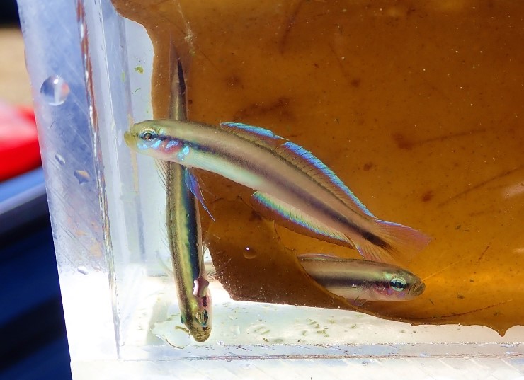 꼬마청황 (Parioglossus dotui) : 네이버 블로그