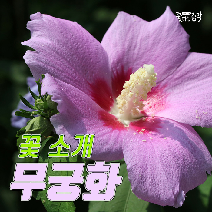 대한민국 국화 무궁화 꽃말 개화시기 활용 및 전설이야기 살펴보기 차로도 활용되요 네이버 블로그