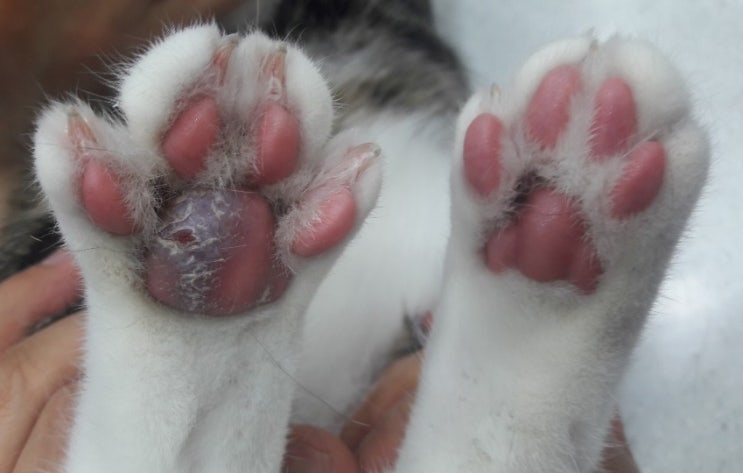 도레의 고양이 형질구성 발바닥피부염 plasma cell pododermatitis : 네이버 블로그