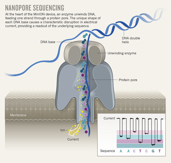 나노포어 시퀀싱, Nanopore 기술에 의한 염기서열분석(sequencing) : 네이버 블로그