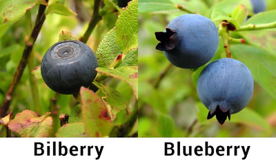 빌베리(Bilberry) 추천 제품들 : 네이버 블로그