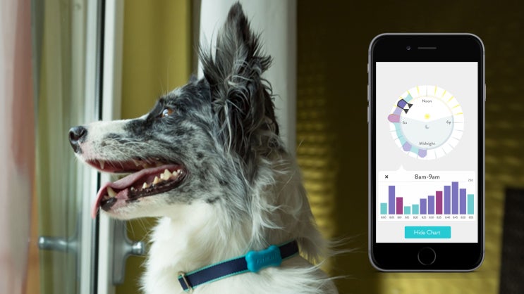 반려동물을 위한 IT제품 핏바크(FitBarK) : 네이버 블로그